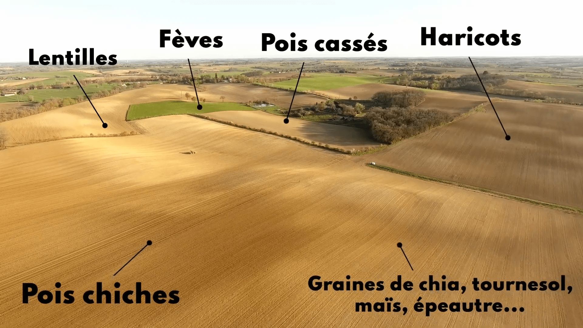 TVDiCi - Graines & Légumineuses de France, la nouvelle ambition de ...