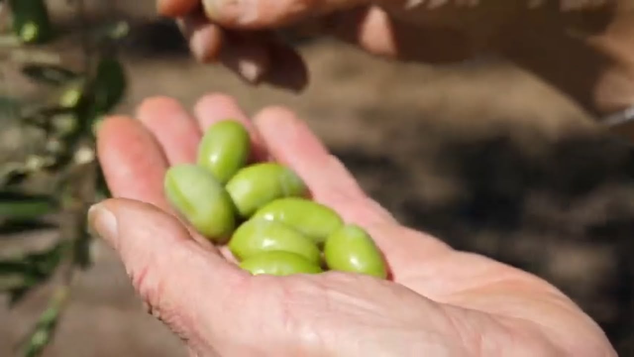 TVDiCi - Diamants verts, perles du LanguedocTout savoir sur les olives ...